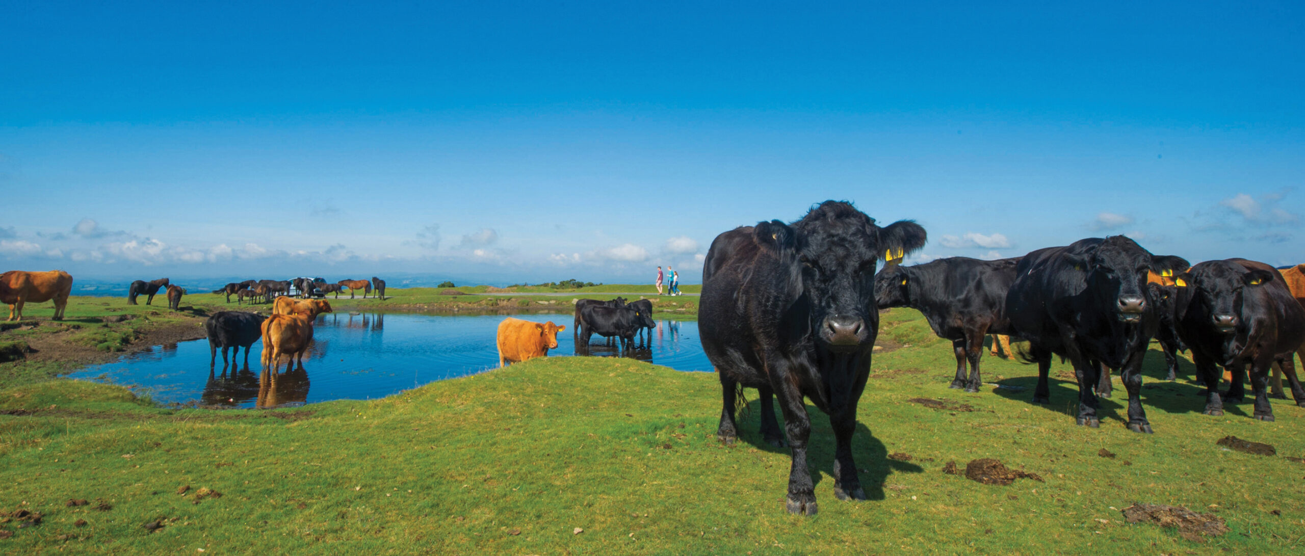 Livestock Watering System Designs - Grit